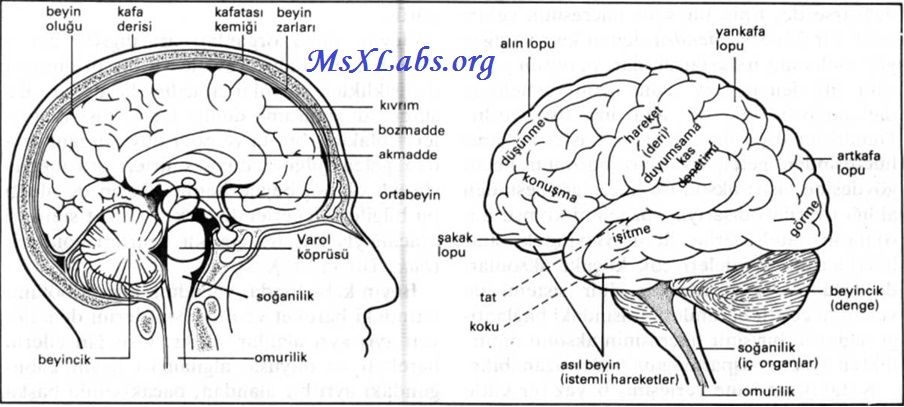 Beyin Nedir - Beynin Yapısı ve Görevleri