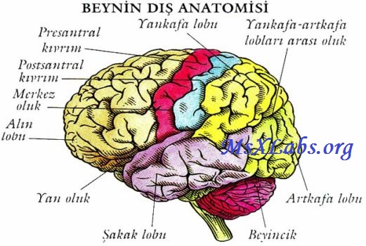 Beyin Nedir - Beynin Yapısı ve Görevleri - Sayfa 2