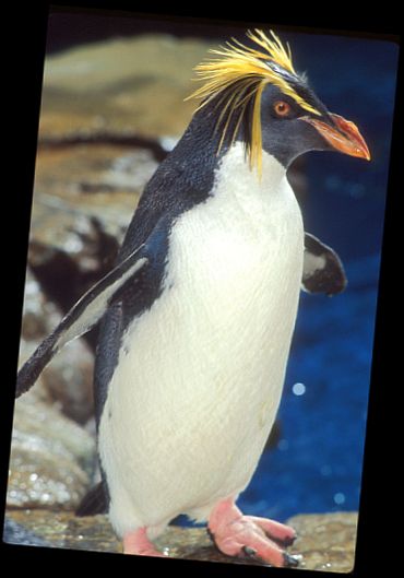 Penguen (Sphenisciformes)