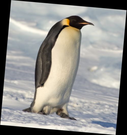 Penguen (Sphenisciformes)