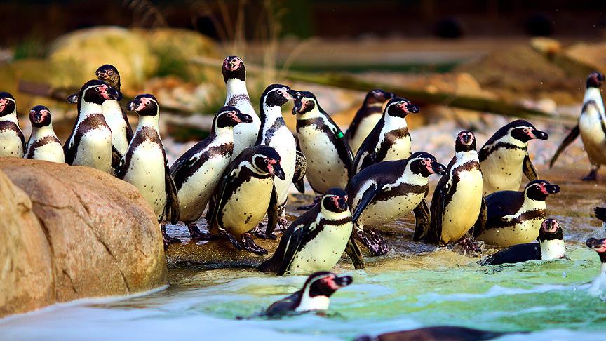 Penguen (Sphenisciformes) - Sayfa 2