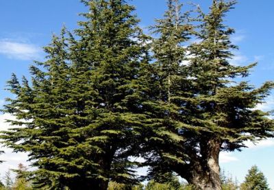 Katran Nedir? Katran Ne Demek, Anlamı ve Tanımı