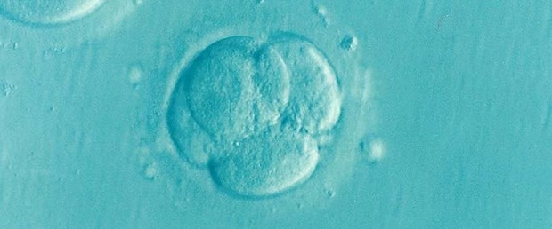Embriyo (Embryo)