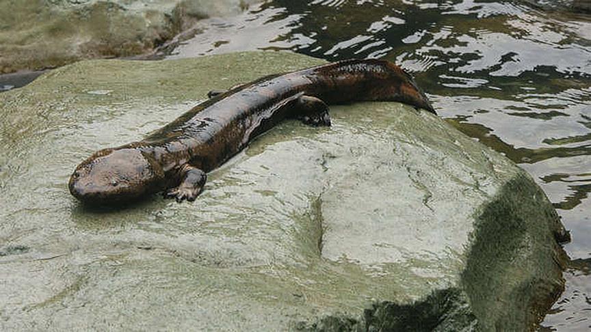 Dev Semender (Megaiobatrachus japonicus)