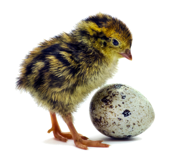 Bıldırcın (Coturnix coturnix)