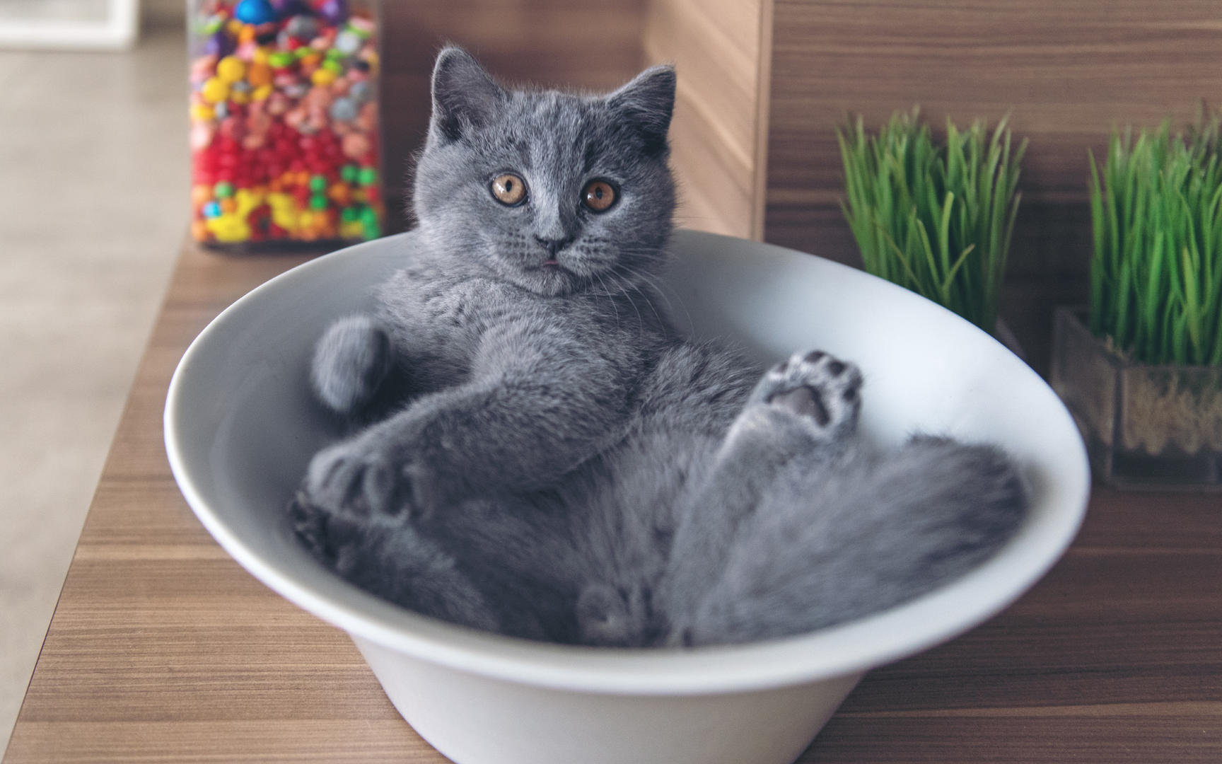 Kedi Resimleri -7- - Sayfa 17