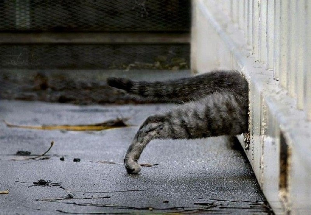 Kedi Resimleri -7- - Sayfa 27