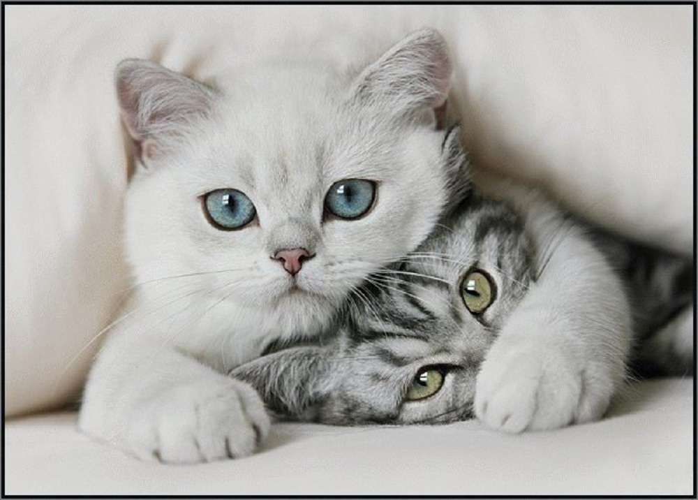 Kedi Resimleri -7- - Sayfa 29