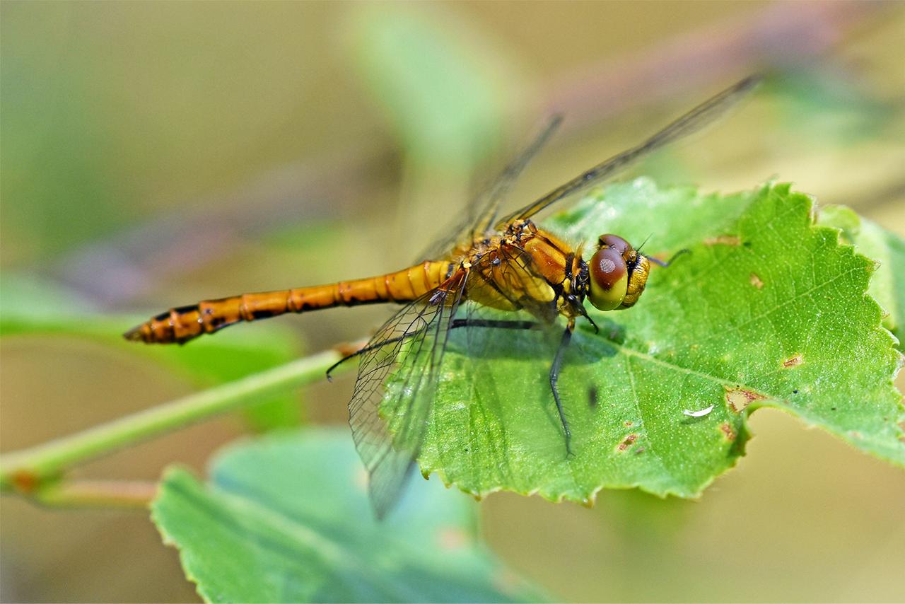 Böcek Resimleri - Sayfa 2