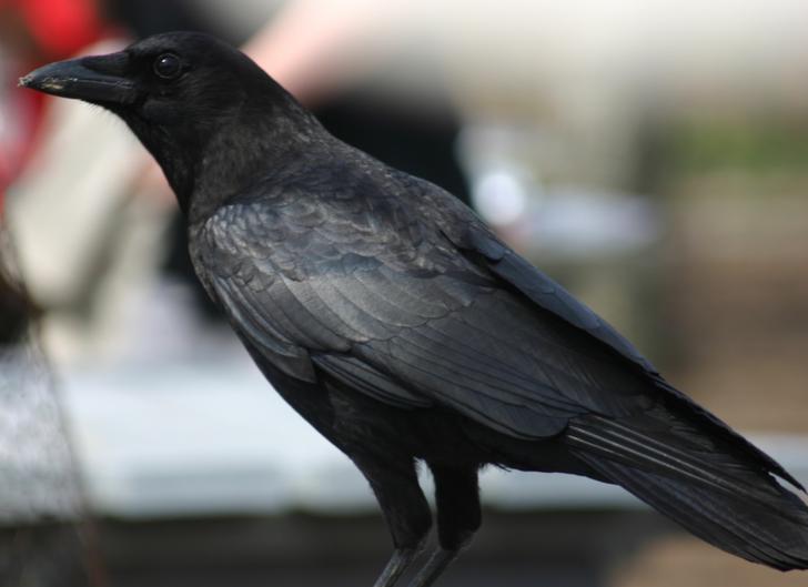 Karga (Corvus)