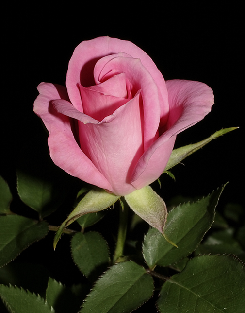 Gül Resimleri (2. Katalog)