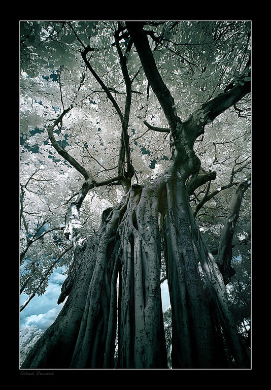 Ağaç Resimleri (2. Katalog)